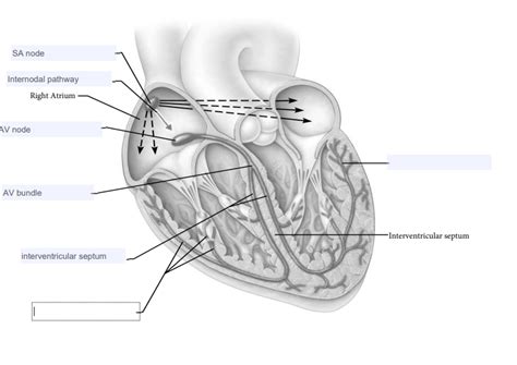 Solved Sa Node Internodal Pathway Right Atrium Av Node Av