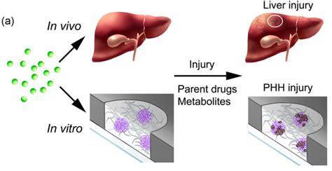 类器官芯片建立3d人原代肝细胞模型用于预测药物性肝损伤 知乎