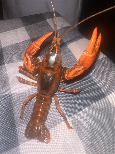 Mud Burrowing Crayfish He Lives Inside Of The Filter Substitutes It For