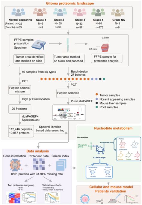 蛋白质组学揭示胶质瘤免疫与代谢亚型：靶向核苷酸代谢治疗新希望 腾讯新闻