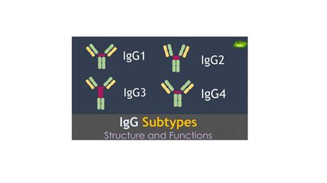 Proteomix Scx For Native Lc Ms Characterization Of Disulfide Isoforms