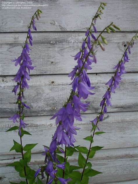 Plantfiles Pictures Campanula Species Creeping Bellflower June Bell