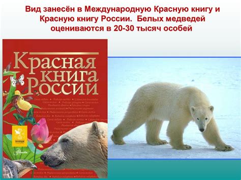 Животные красной книги Белый медведь презентация онлайн