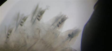 Can Someone Help To Identified This Specie Of Polychaeta Researchgate