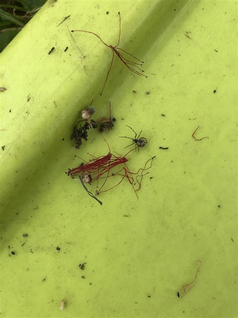 Spider Identification Rspiders