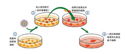 细胞培养卡通 原代细胞培养 细胞培养图片 大山谷图库