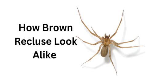 How Brown Recluse Look Alike