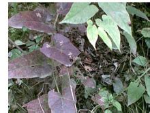 红绵藤的功效与作用 红绵藤的副作用 药效 用法 图片 39药品通