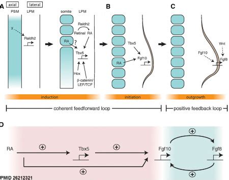 Molecular Development Signaling Embryology