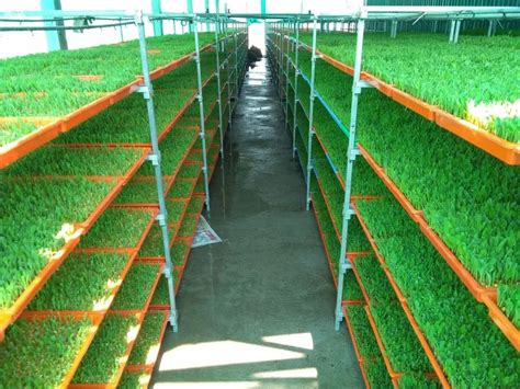Hydroponic Fodder System At ₹ 200000 Hydroponic Fodder System In Thrissur Id 22462164633