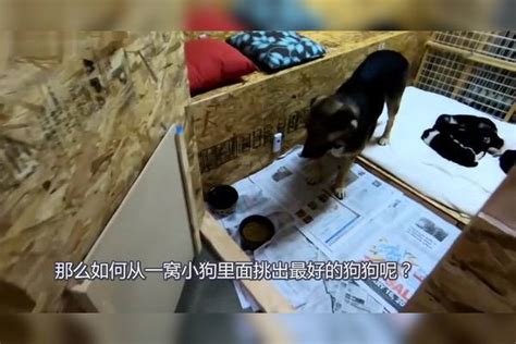 怎么从一窝狗里挑出最好的狗？老司机的这个方法一学就会学就会最好的方法