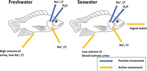 Fish Excretory System
