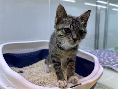 코리안숏헤어 가을이 이탈리아그레이하운드입양 치와와입양 폼스키입양 폼치입양 폼피츠입양 푸숑입양 고양이입양 랙돌입양 러시안블루입양 먼치킨입양 브리티쉬숏헤어입양 노르웨이숲입양