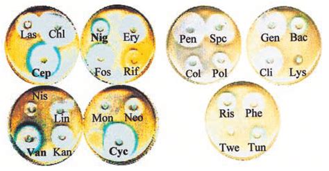 Induction Of Sigw Autoregulatory Promoter By Antibiotics Disk