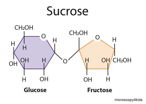 How To Observe Sugar Under A Microscope Sugar And Artificial Sweetener