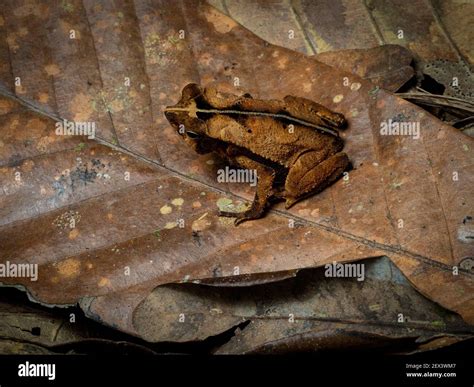 Leaflitter Toad Rhinella Alata Guna Yala Panama February Stock