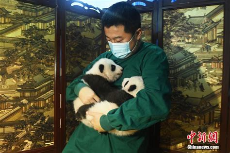 重庆：“海归”大熊猫产下的双胞胎幼仔与游客见面