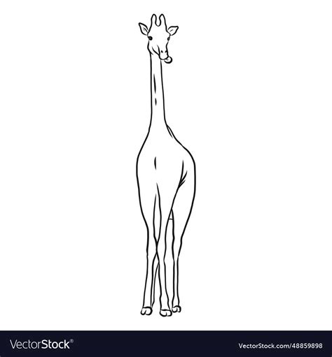 Giraffe Neck Tall Long Ossicones Sketch Royalty Free Vector