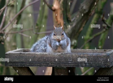 GREY SQUIRREL SCIURUS CAROLINENSIS ON BIRD TABLE FV Stock Photo Alamy