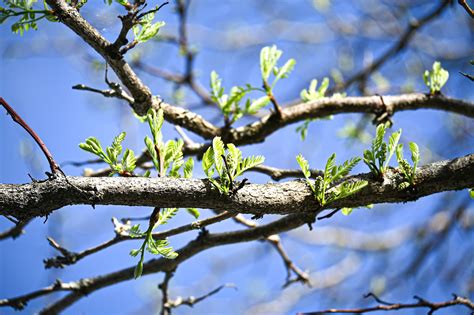 Tree Branch Spring Free Photo On Pixabay Pixabay