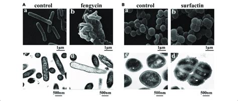 Effects Of The Purified Fengycin And Surfactin On Morphology And