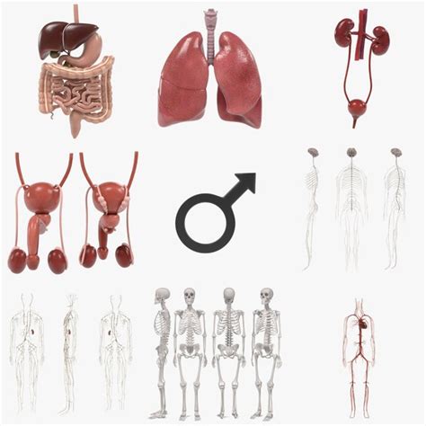 Anatomy Sex 3d Models For Download Turbosquid Anatomy Sex 3d Models For Download Turbosquid