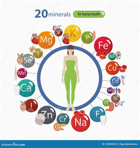 Influence Of 20 Microelements On The Health Of Human Organs Stock