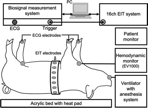 Experimental Setup For In Vivo Chest Eit Imaging Download Scientific Diagram