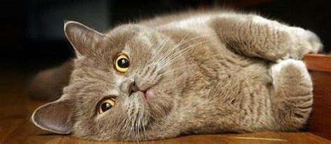 Аллергия на кошек – возможно ли навсегда избавиться от симптомов ...