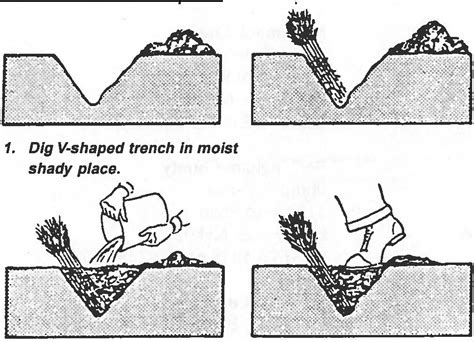Planting And Care Of Tree Seedlings Fact Sheet Extension