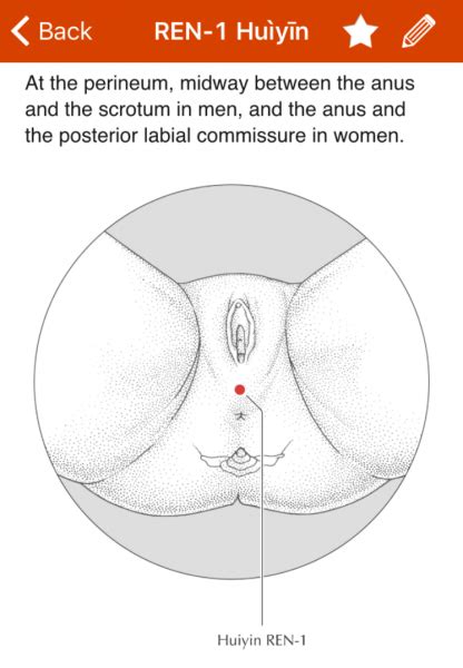 Acupressure For Good Sex Cicuto Acupuncture