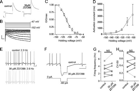 Hyperpolarization Activated Cation Current Ih Current A Download Scientific Diagram