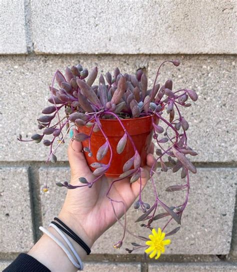 Unveiling The Ruby Necklace A Succulent Delight