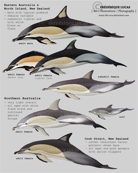 Common Dolphins Of Australia And New Zealand By Namu The Orca On