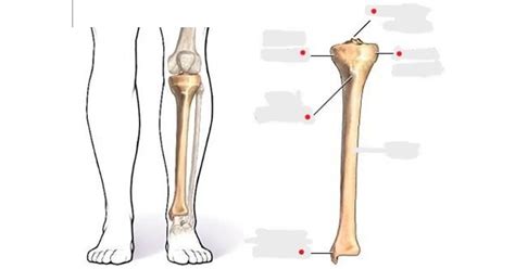 Tibia Pt 2 Diagram Quizlet