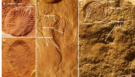 Body And Trace Fossils Of Dickinsonia And Yorgia A A Small