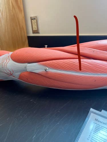 Lab Exam Muscles Study Guide Flashcards Quizlet