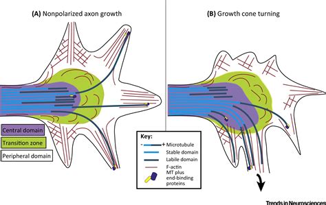 Microtubules And Growth Cones Motors Drive The Turn Trends In Neurosciences