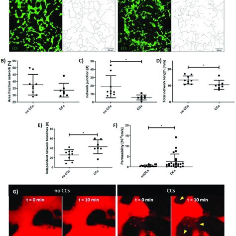 Ccs Affect Microvascular Network Architecture And Permeability Download Scientific Diagram