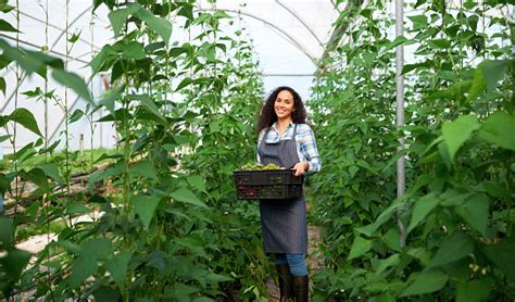 행복한 농부 온실 식물 수확 및 농장 보육원에 서있는 젊은 여성 소녀 정원 신선한 농산물 환경 친화적 인 건강 식품 사업 과일 및 채소 농업 지속 가능성 20 24세에 대한