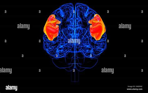 Brain Inferior Frontal Gyrus Anatomy For Medical Concept 3d