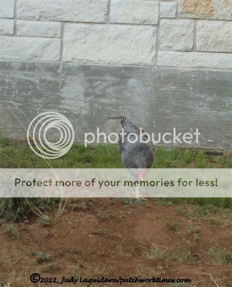 The Grasshopper Brigade — Patchwork Times By Judy Laquidara