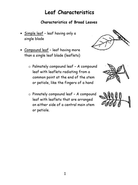 2 Leaf Characteristics Updated 2018 Pdf Leaf Branches Of Botany
