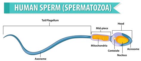 Human Sperm Cell Anatomy Detailed Labeled Structure Of Spermatozoa Anatomy Note