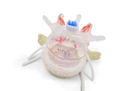 Replicating Spine Behaviours In A Model Accurately Simulating Spine Movements And Functions