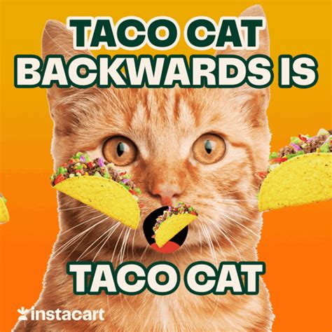 Taco Cat Memes The Burrito Cat Is In A Great Mood Today Rmemes