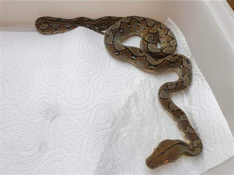 Dh Titanium Pied Reticulated Python By Caspereptiles Morphmarket