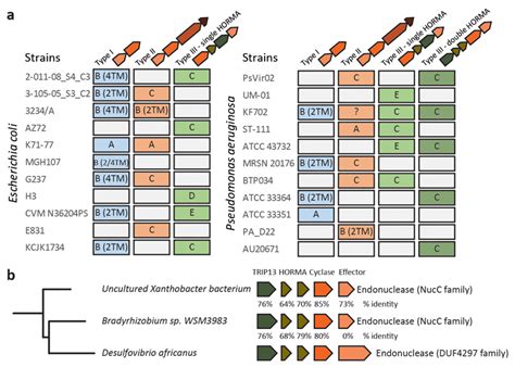 Diversity And Classification Of Cyclic Oligonucleotide Based Anti Phage