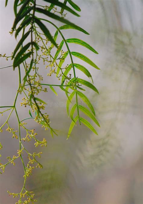 Green Tree Leaves Texture In The Nature Stock Image Image Of Nature Background