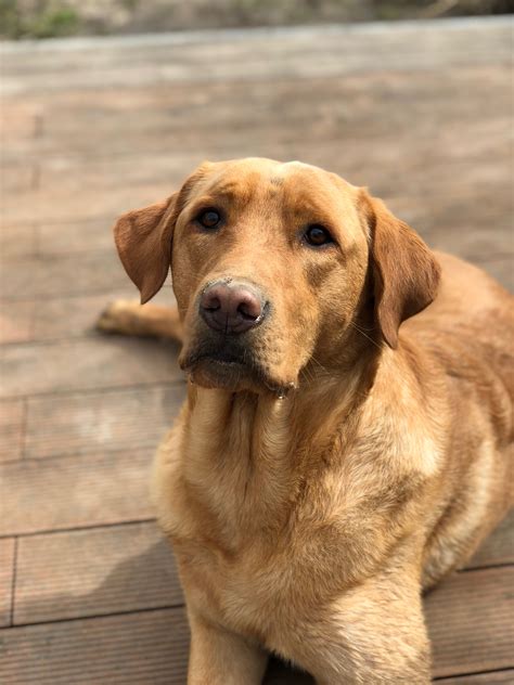 Golden Retriever Lab Mix Chocolate Lab And Golden Retriever Mix Heru